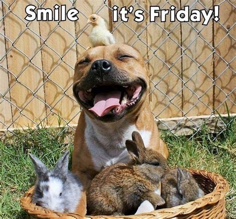 Happy Friday Dog Meme Happy Friday Dog Meme