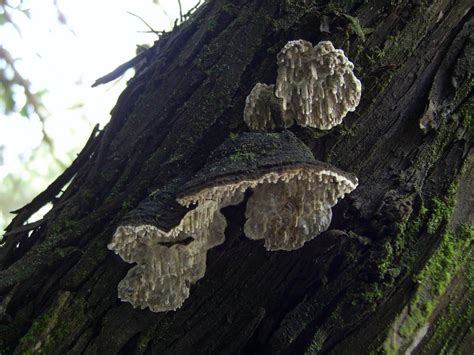 Echinodontium Ryvardenii