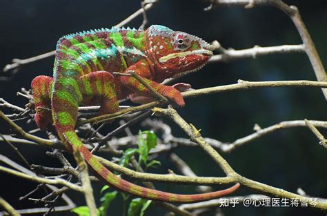 深圳精神科 心理学变色龙效应 一个技巧提高恋爱求职升职人际关系 知乎