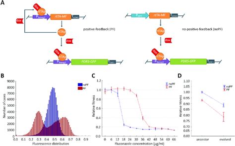 Basic Properties Of The Synthetic Genetic Circuits A Elements Of The Download Scientific