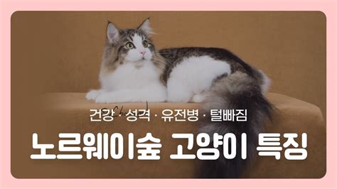 Top 92 노르웨이숲 크기 Update