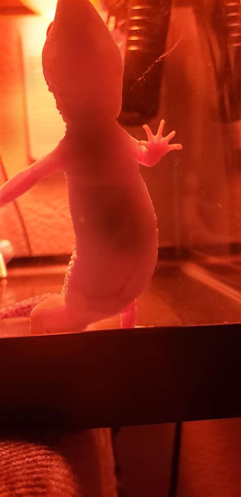 Impaction Rleopardgeckos