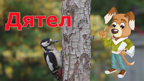 Світ казочок Вірш про дятла Аудіоказка Казка про дятла Youtube