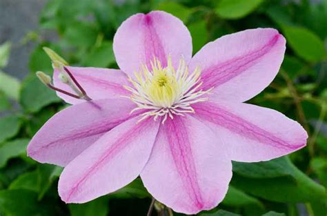 Growing Dwarf Clematis Vines Triangle Gardener Magazine