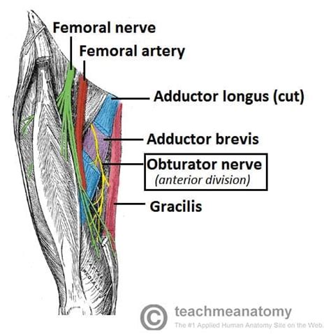 Muscles Of The Medial Thigh Teachmeanatomy