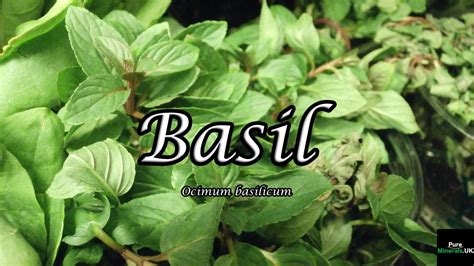Basil Health Benefits 7 Amazing Things To Know