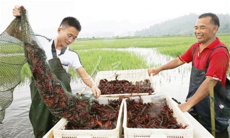 江西袁州小龙虾 大产业 人民图片网