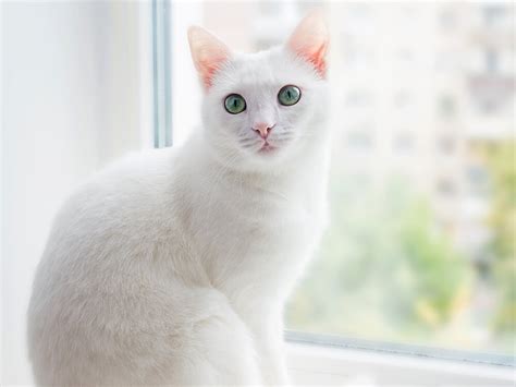 14 Small Cat Breeds Tailored For Cosy Living Ukpets