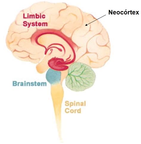 neocortex junglekey fr image