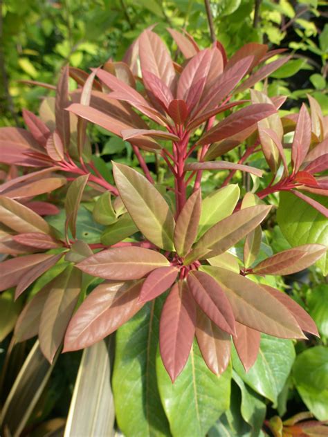 Daphniphyllum Macropodum Trees And Shrubs Online