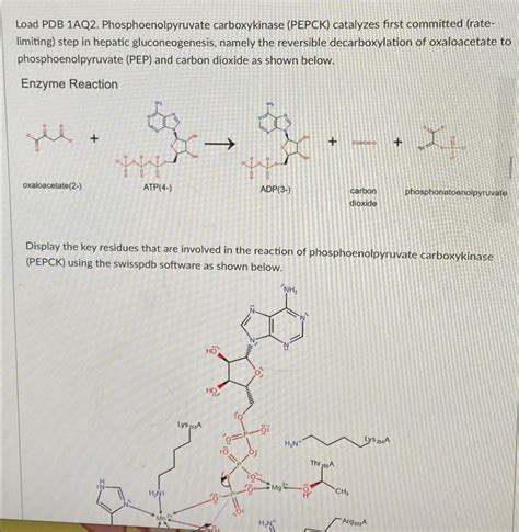 Solved Load Pdb 1aq2 ﻿phosphoenolpyruvate Carboxykinase