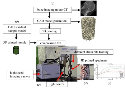 Schematic Of The Experimental Method A Procedure For The Trabecular Download Scientific