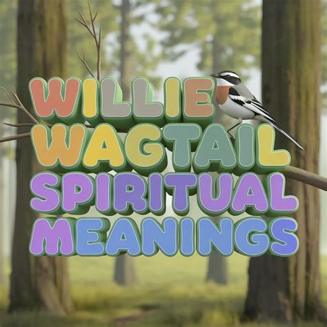 Seeing A Willie Wagtail 11 Spiritual Meanings To Consider