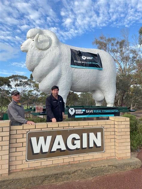 News Story Media Release Bart The Giant Ram Stands As A Beacon For Live Sheep Exports Shire
