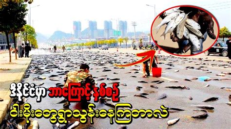 ဒီနိုင်ငံမှာထူးထူးဆန်းဆန်းငါးမိုးတွေရွာချနေတာ ဘာကြောင့်လဲ Youtube