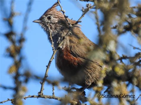Aves De Lobería Gallito Copetón Rhinocrypta Lanceolata