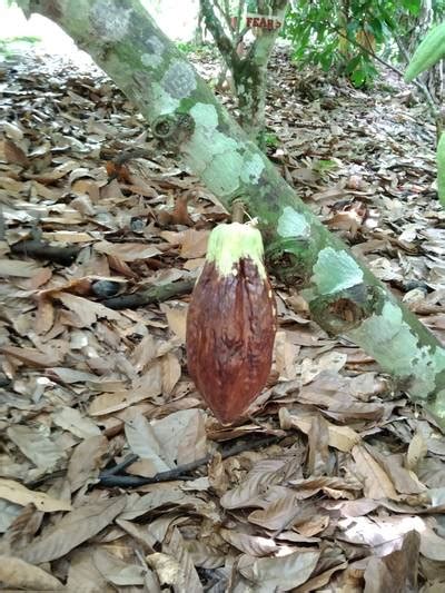 Cocoa Diseases Dataset Ninja