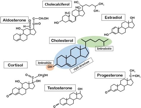 HDL And LDL VLDL Cholesterol Assay Kit IKJU CL Creative Diagnostics
