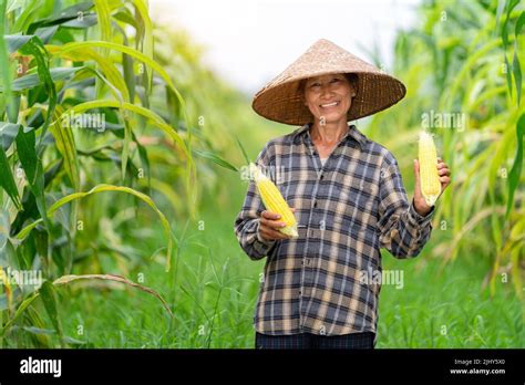 Asian Farmer Harvesting Sweetcorn During And Show The Perfect Corn Result The Agricultural