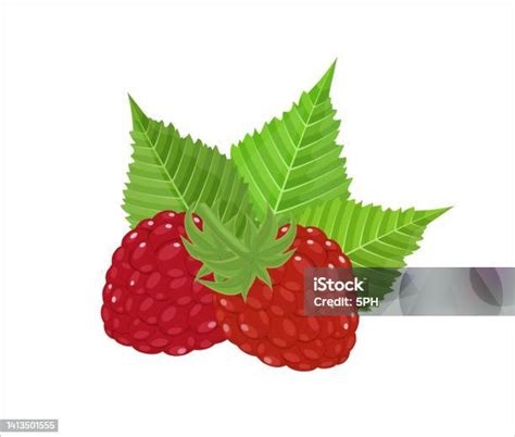 잎이있는 신선한 라즈베리 흰색 배경에 고립 된 만화 스타일의 벡터 일러스트 레이 션 건강한 식생활에 대한 스톡 벡터 아트 및 기타 이미지 건강한 식생활 날것 녹색