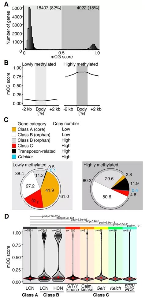 Genome Research 剑桥大学研究揭示丛枝菌根真菌扩展基因库以适应生态位的机制 知乎