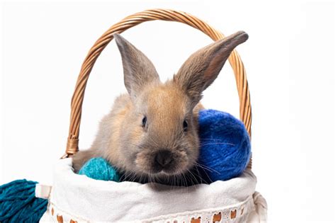 귀여운 푹신한 갈색 토끼는 뜨개질 원사의 얽힌 바구니에 앉아 있다 달력 부활절 또는 엽서에 대한 아름다운 사진 가축에 대한 스톡 사진 및 기타 이미지 Istock