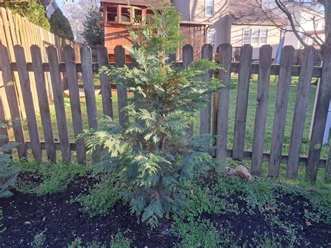 Spring Pruning Of Privacy Trees Murray And Leyland Cypress Victory