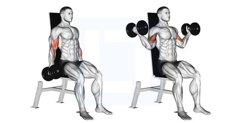Dumbbell Cross Body Hammer Curl Guide Benefits And Form