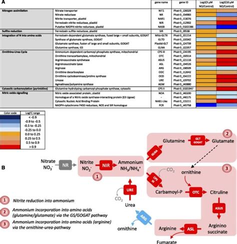 Nitric Oxide And Diatoms Plantae
