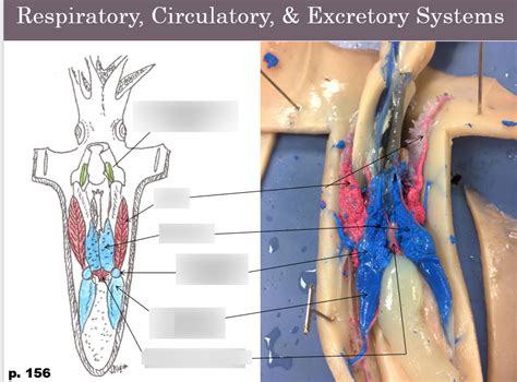 Squid Respiratory System Ppt Squid Anatomy Powerpoint Presentation
