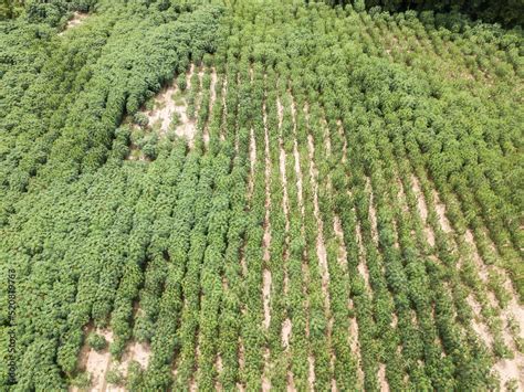 Aerial View Of Cassava Field In Agriculture Farmland Of Thailand