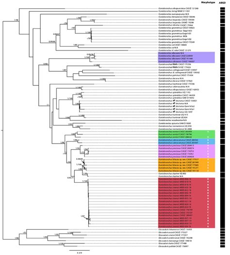 Molecular Phylogeny Based On The Combined Dataset Coi16s Rdna