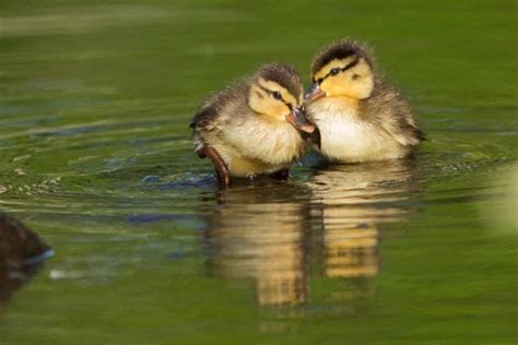 How To Sex A Duck The Happy Chicken Coop