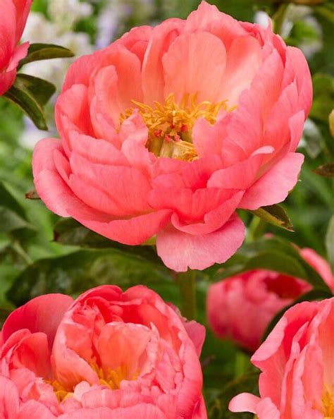 Канна Coral Sunset 40000₮ нь өвслөг олон наст ургамал юм Энэхүү сортын онцлог нь яг л нэр