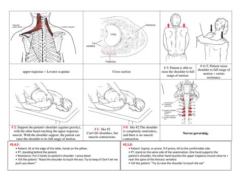 SOLUTION Manual Muscle Test For Scapula Studypool