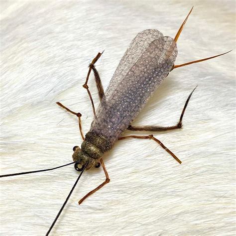 Salmonfly Giant Stonefly With Japanese Wing Artofit
