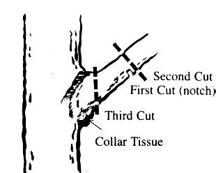 Tree Pruning Walter Reeves The Georgia Gardener