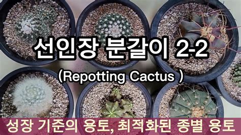 종별 용토 비율 다르게 하는 선인장 분갈이법 Repotting Cactus 분갈이 용토 종류 배합 비율 Youtube