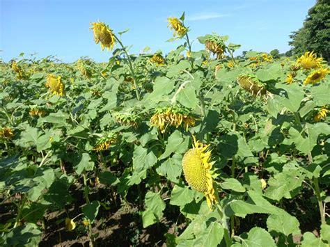 တောင်တွင်းကြီးမြို့နယ်အတွင်း ဆီထွက်သီးနှံ ဆောင်း နေကြာ စိုက်ပျိုးထားရှိမှုအောင်မြင်ဖြစ်ထွန်း