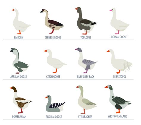 Geese Facts Artofit