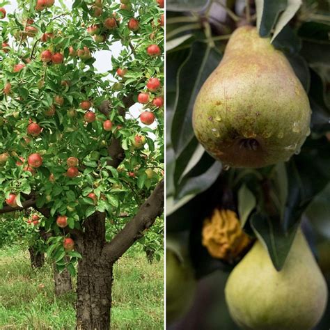 Pear Tree Diseases Identification And Treatments Roots Plants