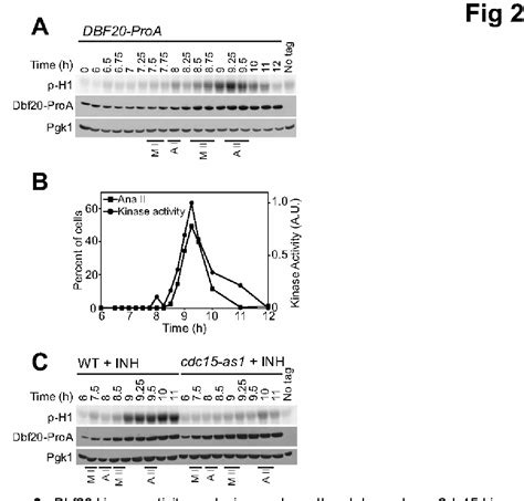 Figure 2 From Control Of The Mitotic Exit Network During Meiosis