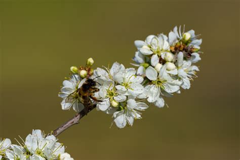 암술과 초점이 맞지 않는 배경이 있는 흰색 꽃에 꿀을 먹는 곤충 계절에 대한 스톡 사진 및 기타 이미지 계절 곤충 골든 아워 Istock
