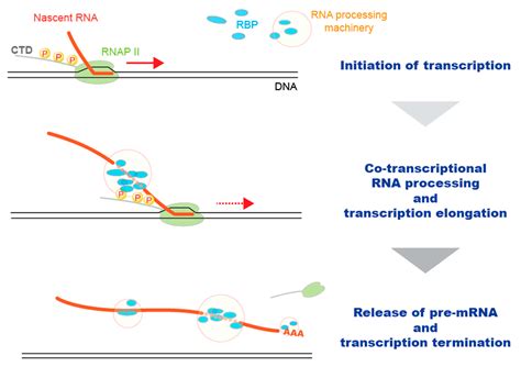 Rna Processing
