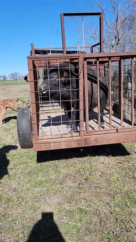 Another Sexsquatch Sighting