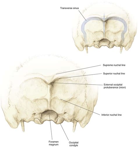 Spine Musculoskeletal Key