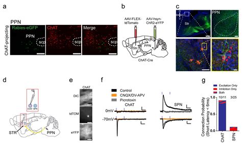 Figures And Data In Differential Inputs To Striatal Cholinergic And