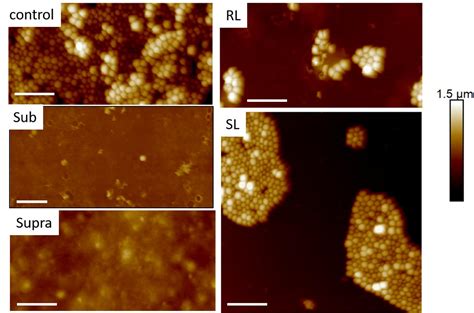Frontiers Microscopic Investigation Of The Combined Use Of