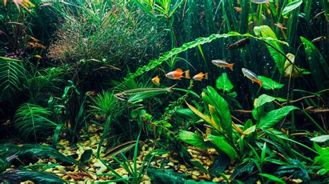 Эта Музыка За 5 Минут Расслабит Ум и Тело Youtube