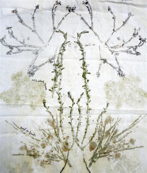 Iter Ars Herbarium